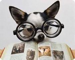 Toute l'actualité sur le chien